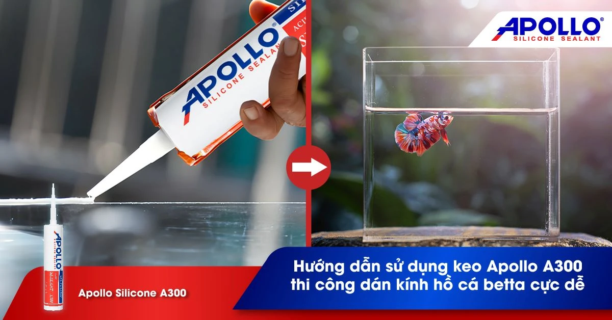 HƯỚNG DẪN CÁCH DÁN HỒ CÁ BETTA CỰC DỄ VỚI KEO APOLLO A300